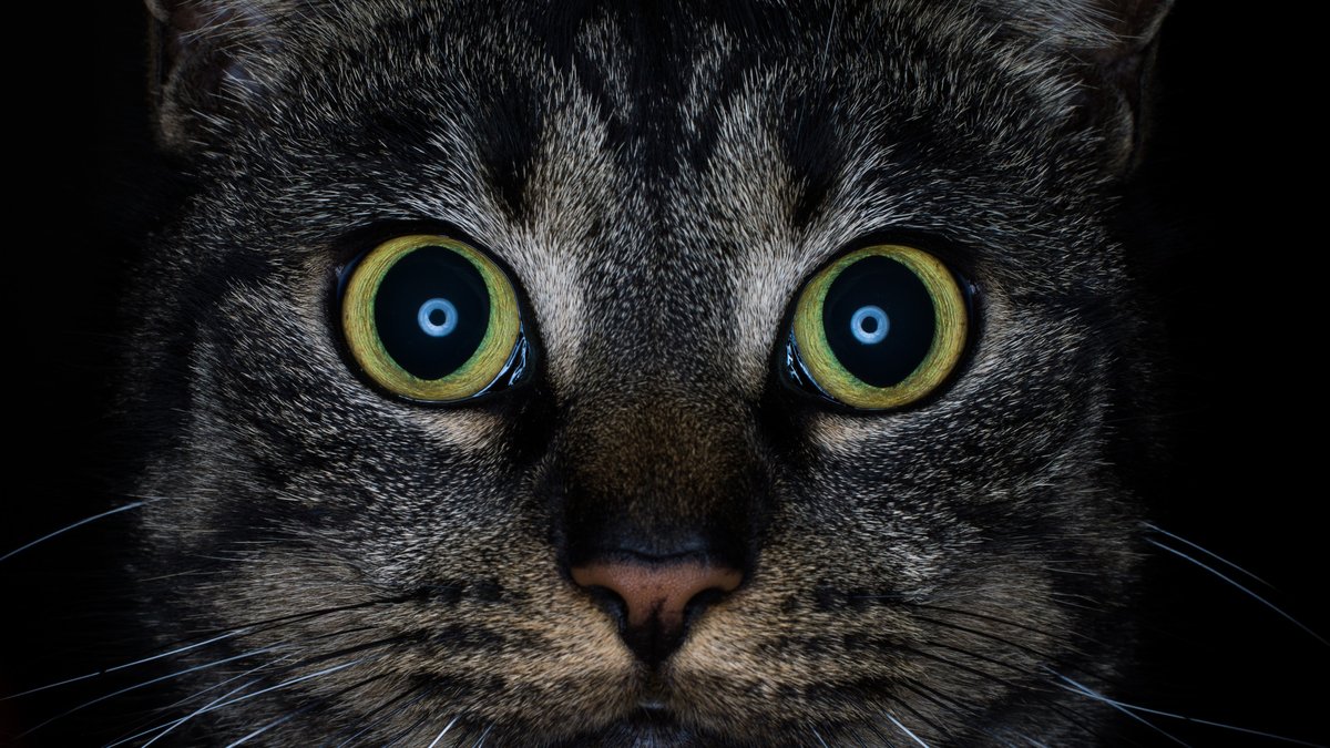 Christmas Cryptids & Festive Folklore: A Librarian's Guide